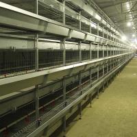 China Battery Power Baby Chick Cage Low Disease Land Saving 1.5 Years Warranty for sale