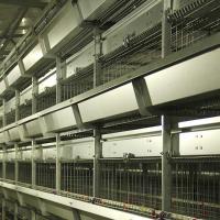 China H Type Low Death Rate Baby Chick Cage 4 Tiers For Large Scale Farm 300CM² Area for sale
