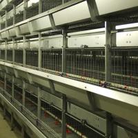 China Galvanized Steel A Cage For Poultry , Automatic Ladder Layer Chicken Cage for sale