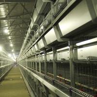 China Galvanized Steel A Cage For Poultry , Automatic Ladder Layer Chicken Cage for sale