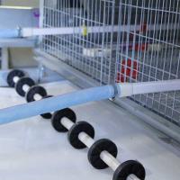 China H Type Low Death Rate Baby Chick Cage 4 Tiers For Large Scale Farm 300CM² Area for sale