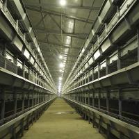 China Less Feed Wastage Indoor Chicken Cage , Auto Feeding Poultry Farm Cage for sale