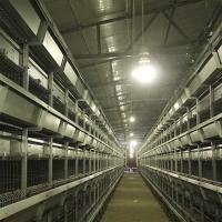 China Large Breeding Poultry Exhibition Cages , 120 * 60 * 59CM Chicken Isolation Cage for sale