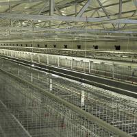 China Battery Poultry Farming Equipment , Durable H Type 192 Baby Chicken Cage for sale