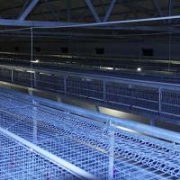 China Durable A Type Baby Chick Cage Low Death Rate With Manual Feeding System for sale