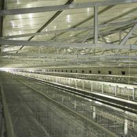 China Low Disease Baby Chick Cage 195 * 50 * 35CM Size 20 Years Life Span Free Design for sale