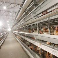 China Automatic Laying Poultry Farm Equipments H Type 4Tiers 192 Birds Layer Battery Chicken Cage For Africa Markets for sale