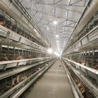 China Automatic Laying Poultry Farm Equipments H Type 4Tiers 192 Birds Layer Battery Chicken Cage For Africa Markets for sale