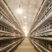 China Automatic Laying Poultry Farm Equipments H Type 4Tiers 192 Birds Layer Battery Chicken Cage For Africa Markets for sale