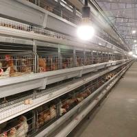 China Automatic Laying Poultry Farm Equipments H Type 4Tiers 192 Birds Layer Battery Chicken Cage For Africa Markets for sale