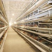 China Automatic Laying Poultry Farm Equipments H Type 4Tiers 192 Birds Layer Battery Chicken Cage For Africa Markets for sale