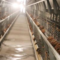 China Hot Dipped Galvanized Wire Chicken Cages , Commercial Chicken Processing Equipment for sale