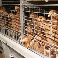 China H Type / A Type Layer Chicken Cage System U Shape Steel Cage Frame Durable for sale
