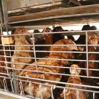 China H Type / A Type Layer Chicken Cage System U Shape Steel Cage Frame Durable for sale