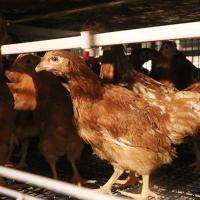 China Antirust Chicken Egg Layer Cage Laying Hens Battery Cage Farming for sale