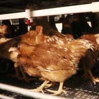 China Q235 Steel Wire Layer Chicken Cage Custom Design With Feeding / Drinking System for sale