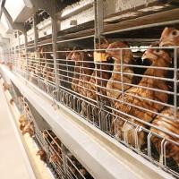 China Antirust Chicken Egg Layer Cage Laying Hens Battery Cage Farming for sale