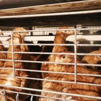 China Hot Dipped Galvanized Wire Chicken Cages , Commercial Chicken Processing Equipment for sale