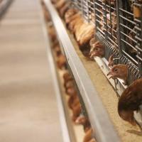 China Hot Dipped Galvanized Wire Chicken Cages , Commercial Chicken Processing Equipment for sale