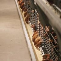 China Antirust Chicken Egg Layer Cage Laying Hens Battery Cage Farming for sale