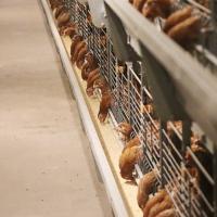 China Hot Dipped Galvanized Wire Chicken Cages , Commercial Chicken Processing Equipment for sale
