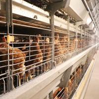 China Q235 Steel Wire Poultry Chicken Cage Stable Performance 0 - 20kw Power For Farm for sale