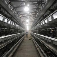 China Q235 Steel Wire Poultry Chicken Cage Stable Performance 0 - 20kw Power For Farm for sale