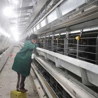 China H Type / A Type Layer Poultry Chicken Cage 3 Phase Voltage Belt Type System for sale