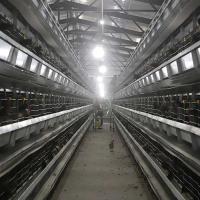 China H Type / A Type Layer Poultry Chicken Cage 3 Phase Voltage Belt Type System for sale