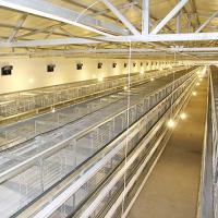 China Chickens A Type Layer Cages , High Efficiency Poultry Processing Equipment for sale