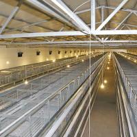 China H Type / A Type Layer Poultry Chicken Cage 3 Phase Voltage Belt Type System for sale