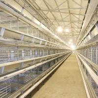 China Automatic Layer Poultry Farming Equipment Battery Chicken Egg Layer Cage System for sale