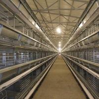 China Automatic Layer Poultry Farming Equipment Battery Chicken Egg Layer Cage System for sale