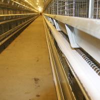 China Automatic H Type Layer Chicken Cage System Stable Performance Powerful for sale