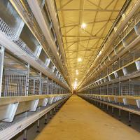 China Powerful Poultry Farm Cage , H Type Layer Chicken Cage With Ventilating System for sale