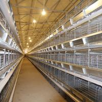 China Powerful Poultry Farm Cage , H Type Layer Chicken Cage With Ventilating System for sale