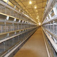 China Automatic Chicken Farm Equipment , 380V U Shape Steel Hi Tech Chicken Cage for sale