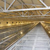 China Automatic H Type Layer Chicken Cage System Stable Performance Powerful for sale