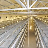 China High Performance Poultry Chicken Cage 4 / 5 / 6 / 8 Tiers 120 * 60 * 70 Cm Size for sale