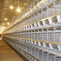China High Performance Poultry Chicken Cage 4 / 5 / 6 / 8 Tiers 120 * 60 * 70 Cm Size for sale
