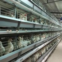 China Egg Collecting Wire Poultry Cages , Hot Dipped Galvanized 4 Tier Layer Cage for sale