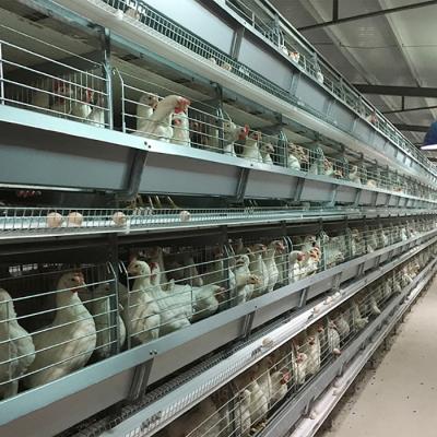 China Egg Collecting Wire Poultry Cages , Hot Dipped Galvanized 4 Tier Layer Cage for sale