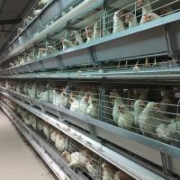 China 4 - 8.5m Raising Poultry Chicken Cage Battery Control With Auto Egg Collector for sale