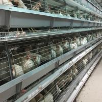 China Saudi Arabia H Type Automatic Battery Chicken Cage System Indonesia Poultry Farming Equipment for sale
