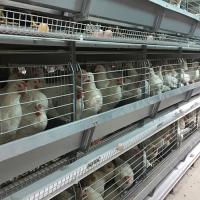China Saudi Arabia H Type Automatic Battery Chicken Cage System Indonesia Poultry Farming Equipment for sale