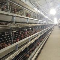 China 128 - 256 Birds / Set Layer Chicken Cage 120 * 60 * 70cm Size With Running Feeder for sale