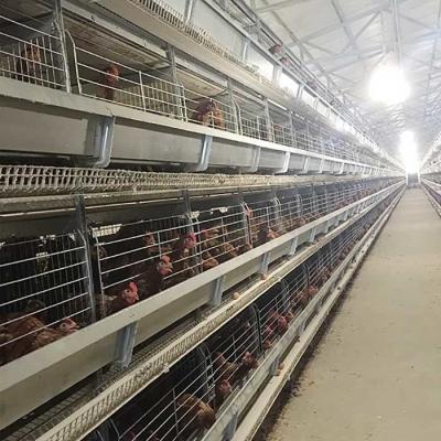 China 128 - 256 Birds / Set Layer Chicken Cage 120 * 60 * 70cm Size With Running Feeder for sale