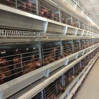 China Hot Dipped Galvanized H Type Poultry Cage , Running Feeder Chicken Wire Cage for sale
