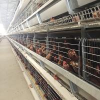 China Farm Raising Layer Chicken Cage High Efficiency Labor Saving With Lighting for sale