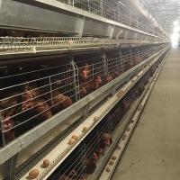 China 128 - 256 Birds / Set Layer Chicken Cage 120 * 60 * 70cm Size With Running Feeder for sale